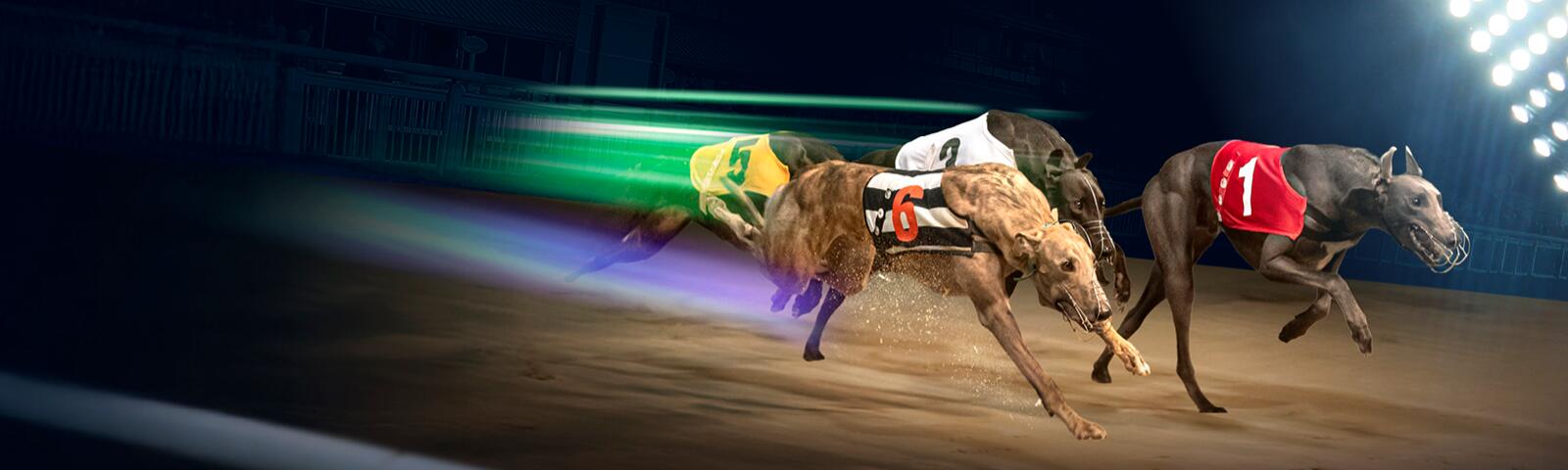 Dunstall Park Greyhounds | Dunstall Park Greyhound Stadium